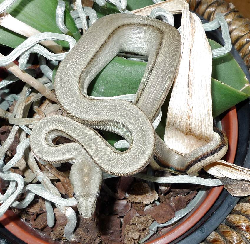 Boa constrictor Longicauda information