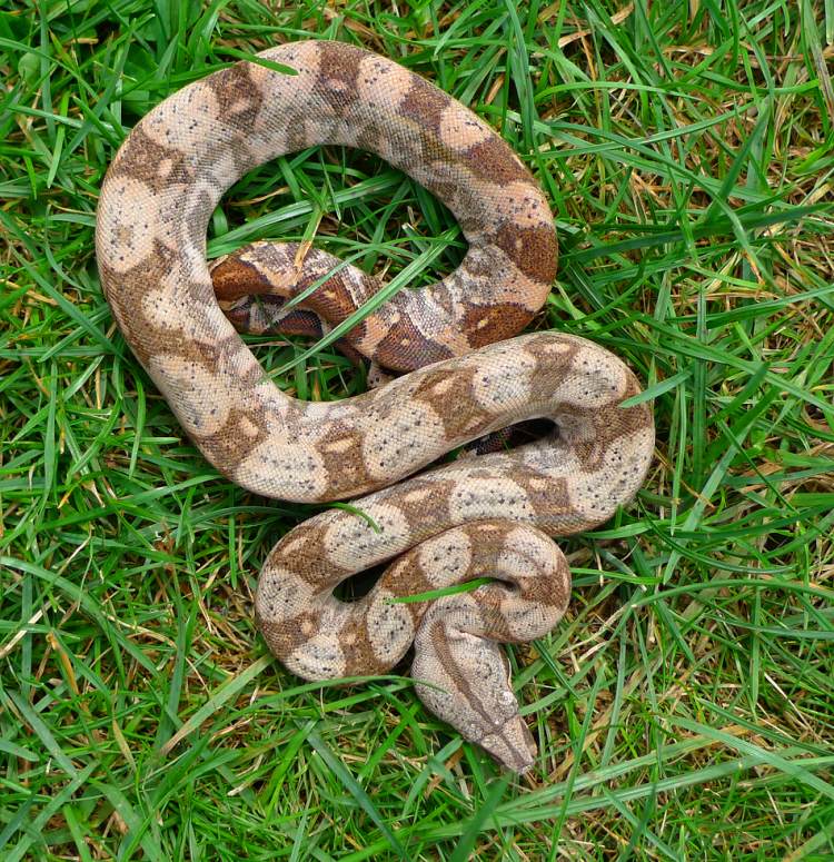 Hog Island Boa kaufen, Boa c. imperator Hog Island kaufen | Stöckl ...